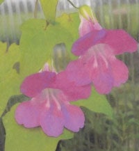 CREEPING GLOXINIA | Florabunda Seeds