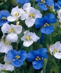 DAY FLOWER | Florabunda Seeds